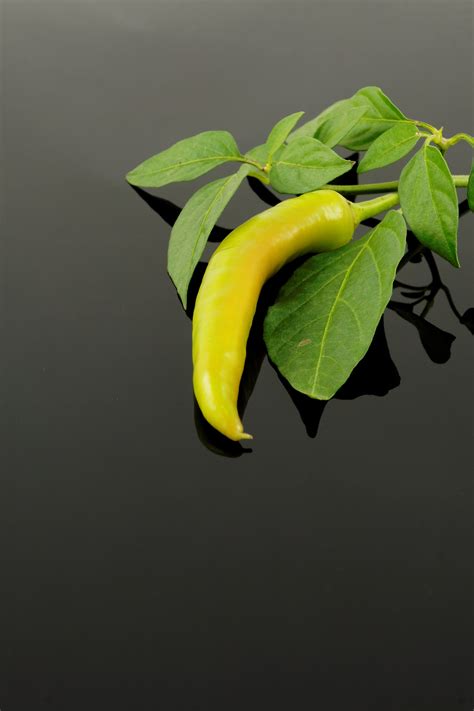 무료 이미지 분기 날카로운 과일 잎 식품 녹색 생기게 하다 노랑 먹다 플로라 야채 파프리카 감귤류