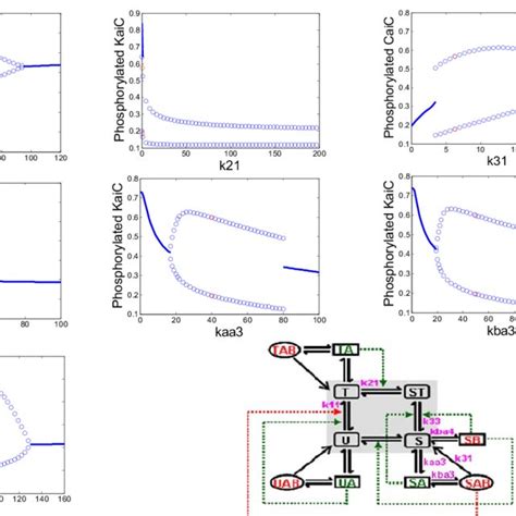 Single Parameter Bifurcation Diagrams Steady State Behavior Of The