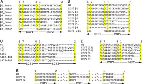 Wild Type Sequence At The Knee And The Mutants Alignments Show