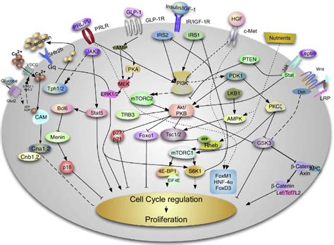 Cell Signaling Pathways