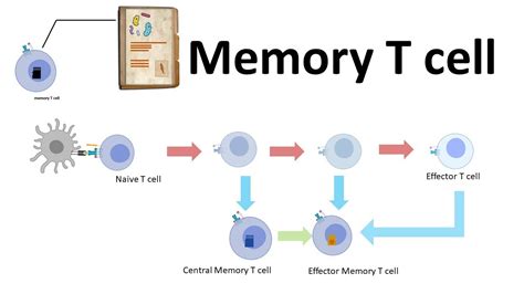 Memory T Cell Youtube