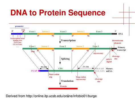 Ppt Protein Sequence Databases Powerpoint Presentation Free Download