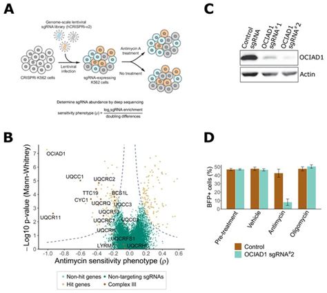 Figures And Data In Genome Wide Crispri Screening Identifies Ociad1 As