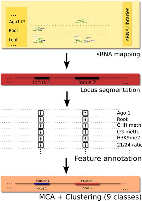The Arabidopsis Thaliana Small Rna Locus Map Rna Seq Blog