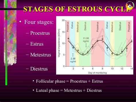 Presentation On Estrous Cycle