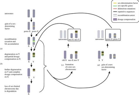 Sex Chromosome Evolution Historical Insights And Future Perspectives