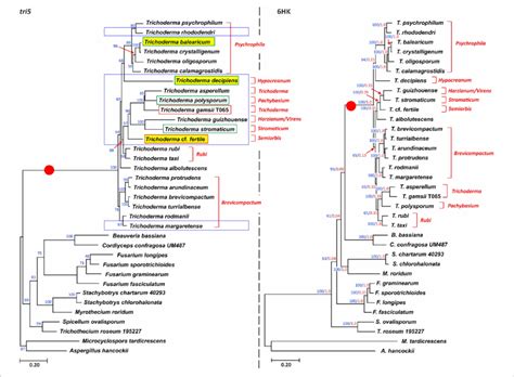 Left Panel Phylogenetic Tree Inferred By Maximum Likelihood
