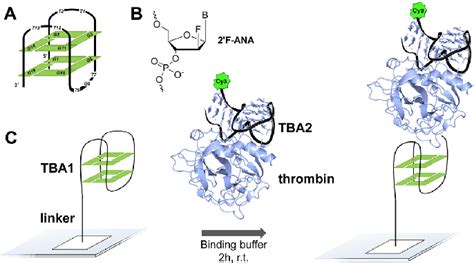 Figure 1 From Mapping The Affinity Landscape Of Thrombin Binding