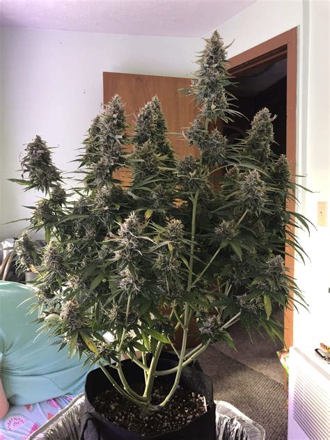 sour diesel auto flo 3 grow diary journal week10 by furnituremegabuys