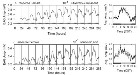 Electroantennogram Eag Amplitude Rhythms Free Running Rhythm Of Eag