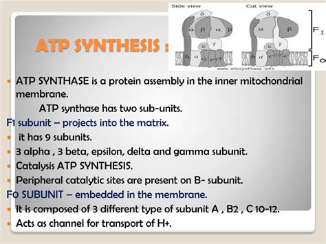 Oxidative Phosphorylation Ppt Download