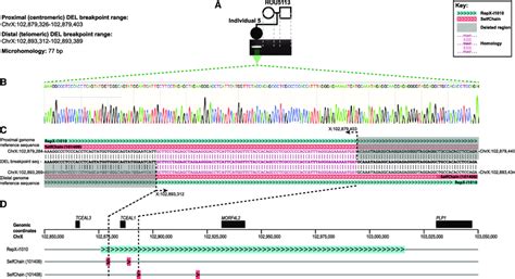 Demonstration Of De Novo Status And Breakpoint Sequence Of Tceal1