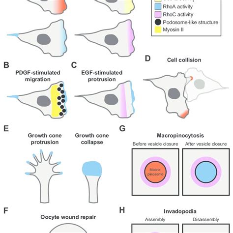 Spatial Rho Gtpase Patterns In Various Cell Systems A Rho Gtpase