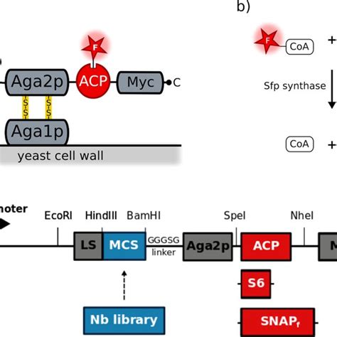 Consecutive Rounds Of Selection Of Nanobodies That Bind Fixa By Yeast