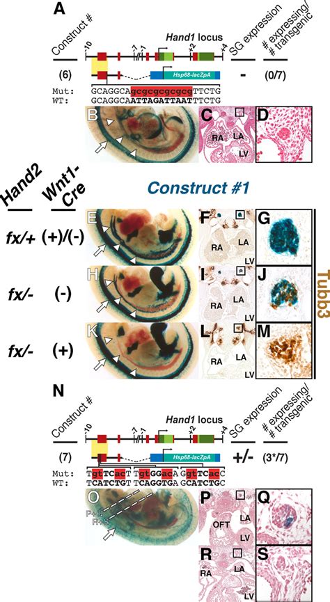 Phox2 And Hand2 Are Necessary For Hand1 Reporter Trans Activation In