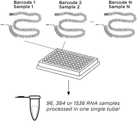 Alithea Genomics新品介绍—high Throughput Rna Sequencing Kits 深圳欣博盛生物科技有限公司