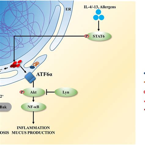 Schematic Diagram Of Role Of Unfolded Protein Response Upr In