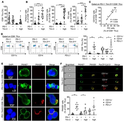 Pd 1 Tim 3 Hi Cd8 Tils Express Myeloid Markers Acquired From Apcs