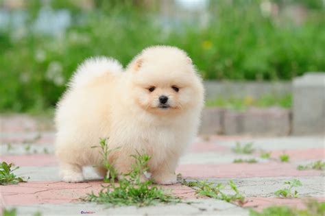 Bộ Sưu Tập Hình Ảnh Chó Cute Siêu Đáng Yêu Với Hơn 999 Bức Ảnh 4k