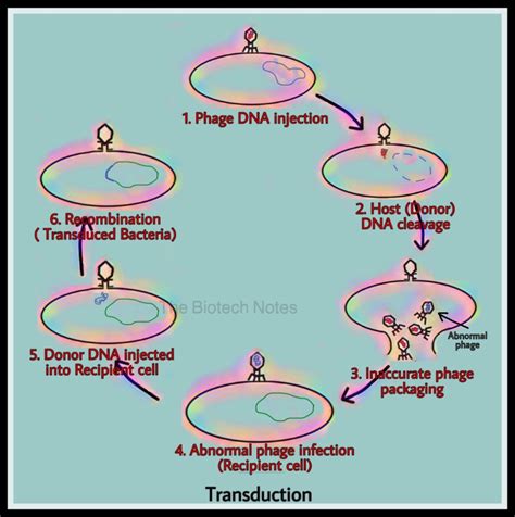 Transduction The Biotech Notes