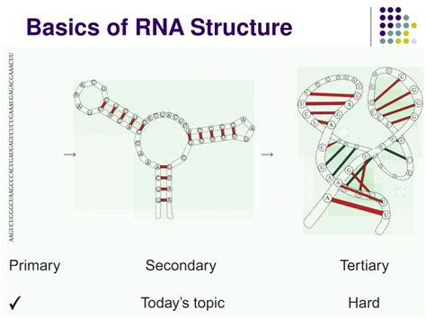 Ppt Rna Secondary Structure Prediction Powerpoint Presentation Free