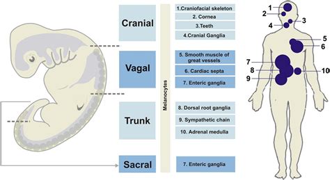 Insights Into Neural Crest Development And Evolution From Genomic Analysis