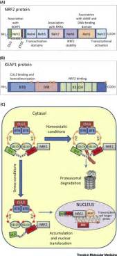 The Dual Roles Of Nrf2 In Cancer Trends In Molecular Medicine