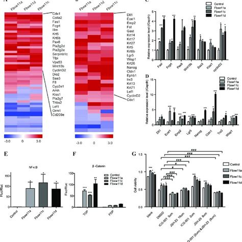 Fbxw11 Activated Both The Nf κb And β Catenin Tcf Signaling Pathways