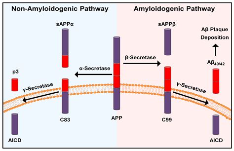 Molecules Free Full Text Bace1 Inhibitors For Alzheimers Disease