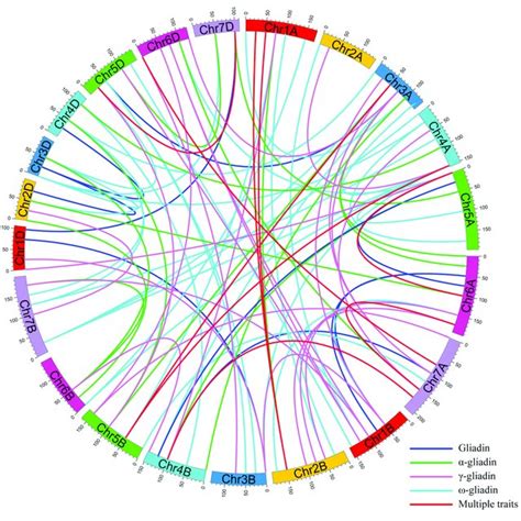 Overview On Common Wheat Quantitative Trait Loci Qtl For Gliadins
