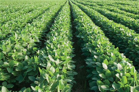 New Soybean Varieties For 2022 Grainews