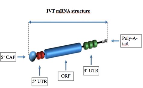 Mrna Structure And Function