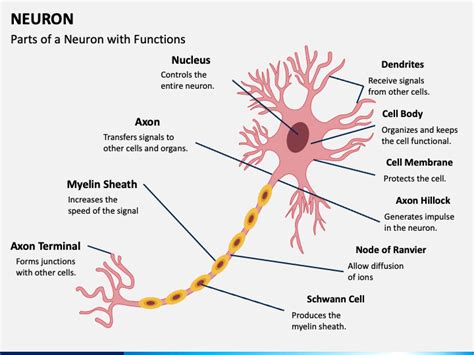 Parts Of A Neuron And Their Functions Structure Of A Neuron 57 Off