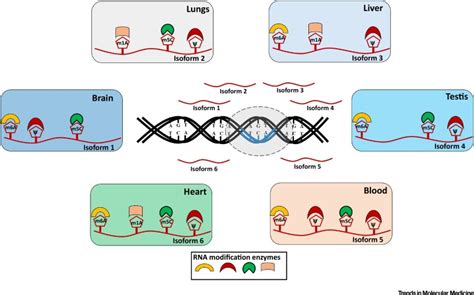 Epitranscriptomic Code And Its Alterations In Human Disease Trends In