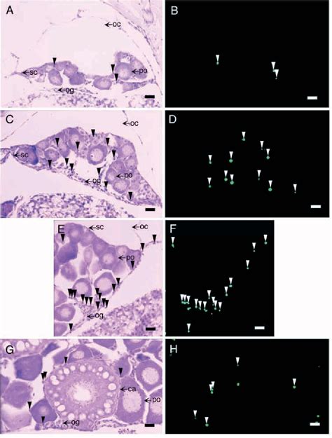 Figure 3 From Oocyte Apoptosis During The Transition From Ovary Like