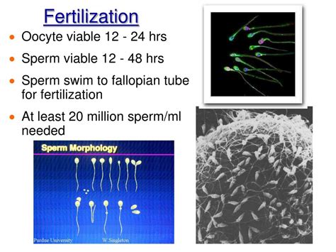 ppt chapter 16 pregnancy and development powerpoint presentation free
