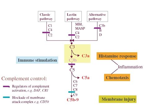 The Complement Cascade The Central Step Of Complement Activation Is