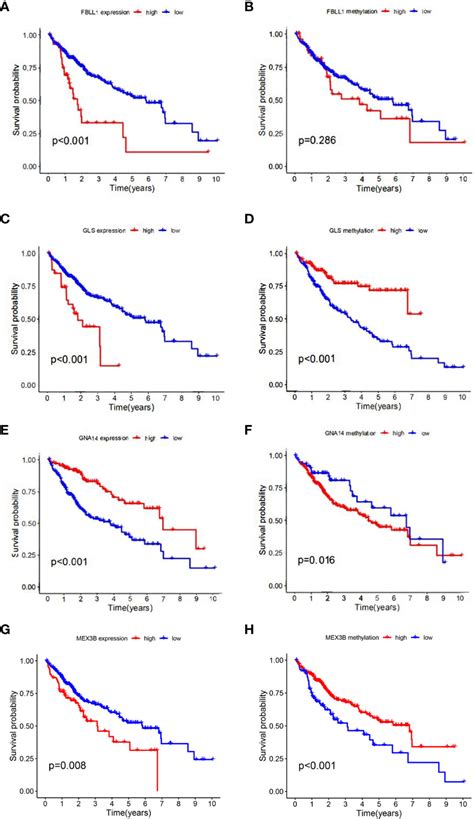 Frontiers A Prognostic Model Based On Dna Methylation Related Gene