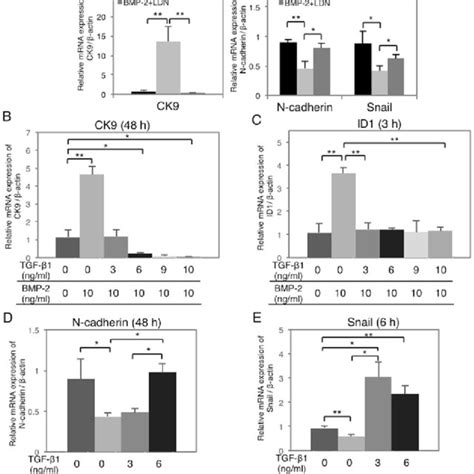 Tgf β1 Abrogates The Bmp 2 Mediated Effects On Gene Expression In A