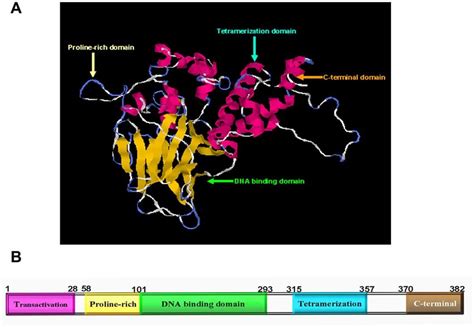 Predicted Protein Structure Of P53 In Cynops Orientalis A Cartoon