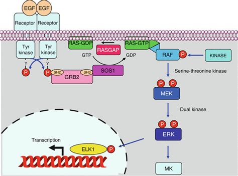 Map Kinase Pathway Oncohema Key