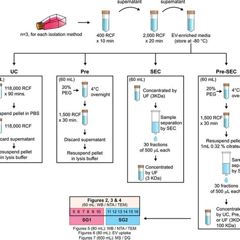 Schematic Overview Of The Ev Isolation Protocols And Experimental