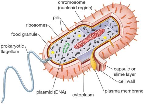 Biology 101 Prokaryotic Vs Eukaryotic Cells Owlcation