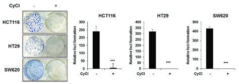 Nrf2 Knockdown Abrogates The Suppression Of Nf κb Signaling Induced By