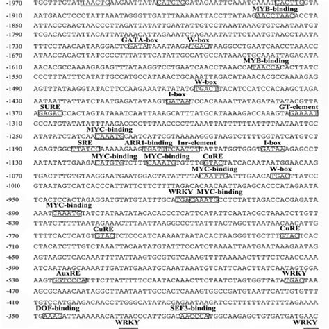 Nucleotide Sequence Part And Some Regulatory Elements In Gbdxr