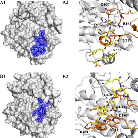 2d Representation Of Predicted Interaction Between Peptides And Egfrs