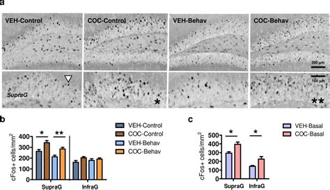 Increased Basal C Fos Expression In The Dg Of Mice Withdrawn From