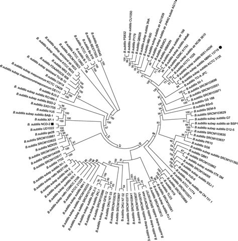 Phylogenetic Tree Of 113 B Subtilis Strains Based On Whole Genome
