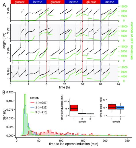 A Dynamics Of Growth And Gene Expression In Lineages Of Single Cells