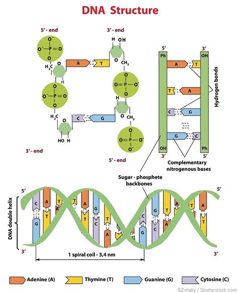 Structure Of Dna